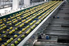 MAF RODA AGROBOTICの選果機の特徴とは？